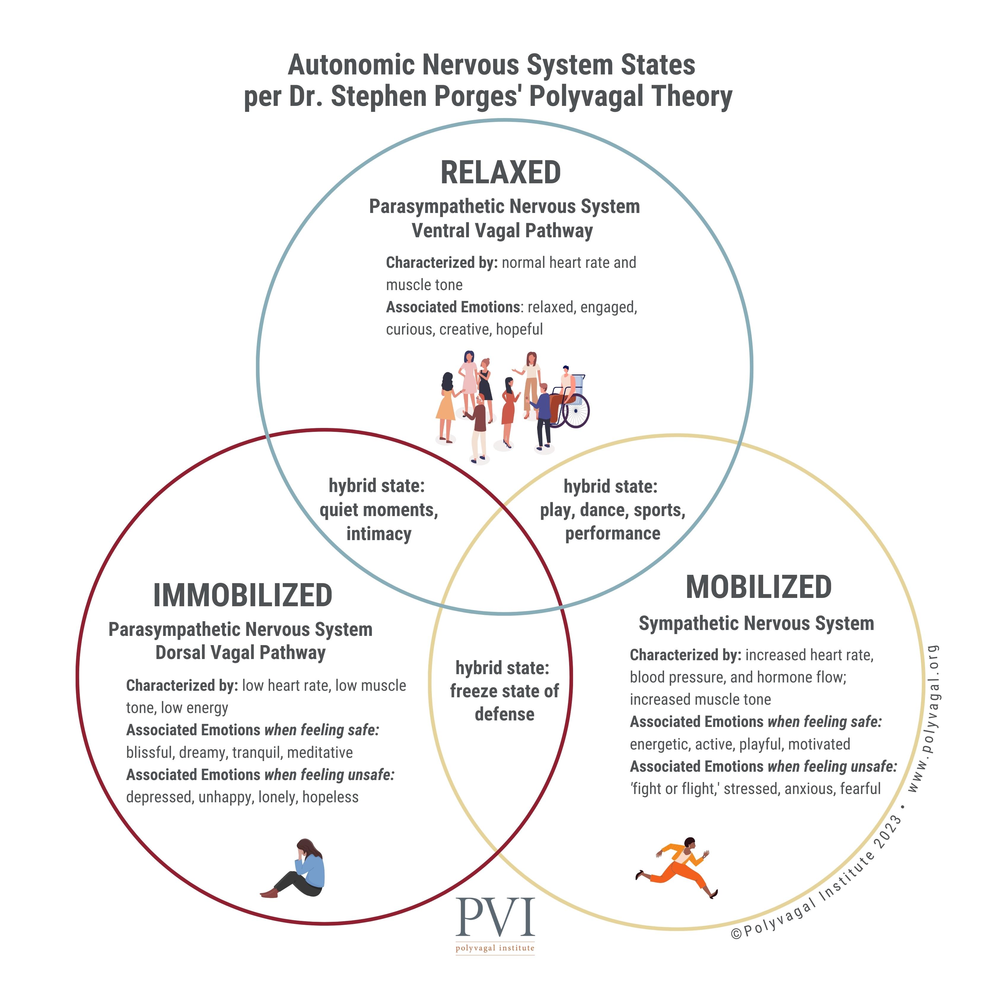 Polyvagal Theory: What Is It and Should CBT Therapists Pay Attention?
