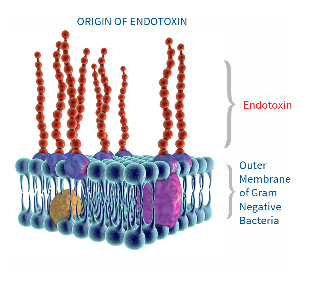 The Ultimate Guide to Lowering Endotoxin (LPS)