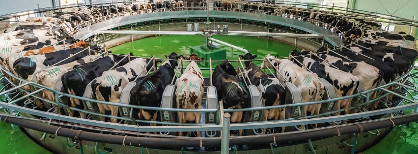 The True Cost of Factory Farming: Ethics, Environment, and Health