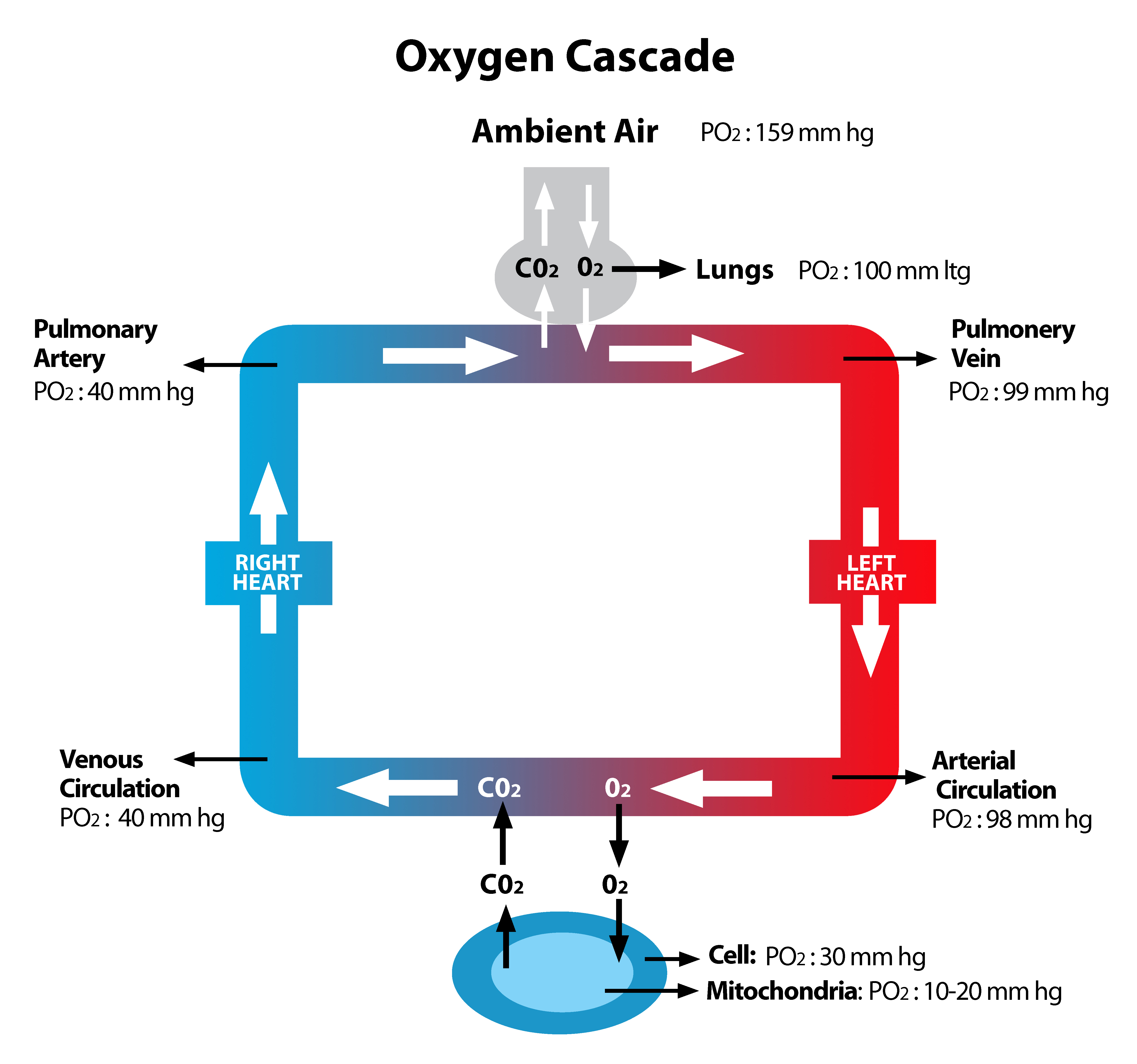 Oxygen Dynamics - by john hellemans - Endurance Essentials