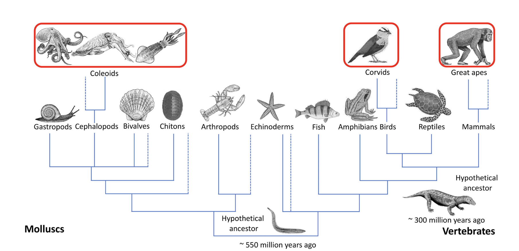 The Evolution of Stupidity (and Octopus Intelligence)
