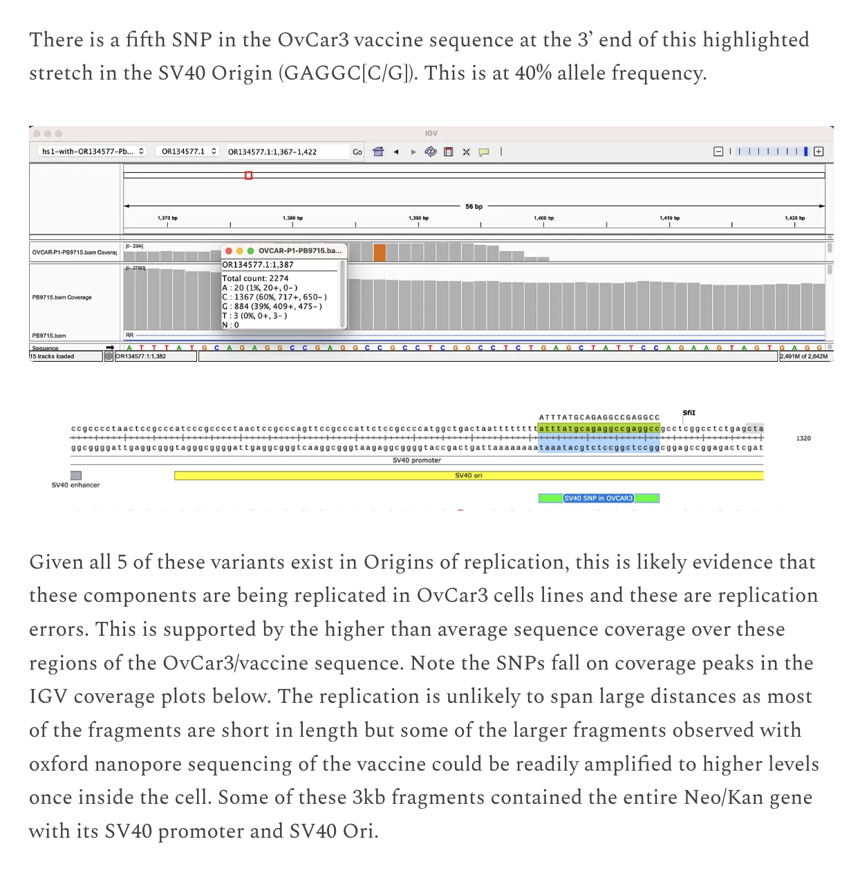 Plasmid DNA replication in BNT162b2 vaccinated cell lines