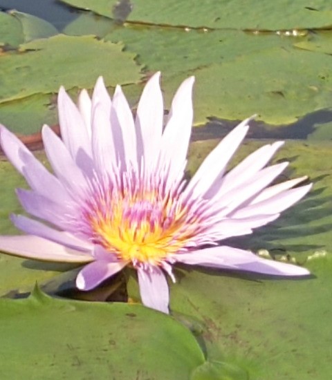 Rayong Botanic Gardens - Laurel Goss EnRoot