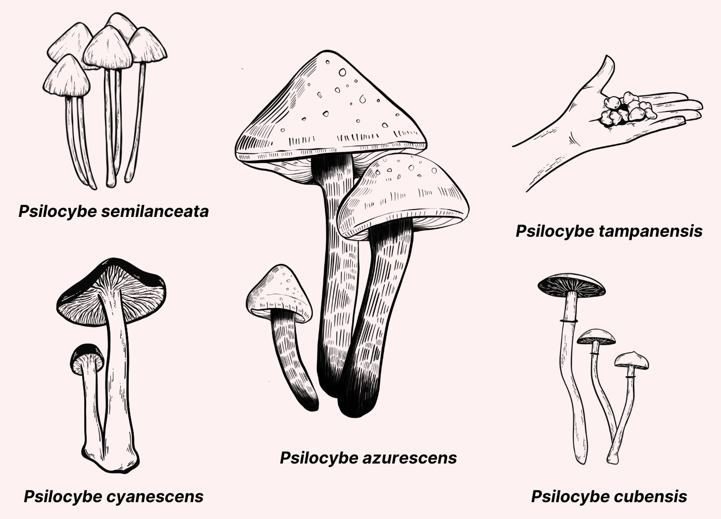Shroom Showdown: Ranking Magic Mushrooms by Potency 🍄