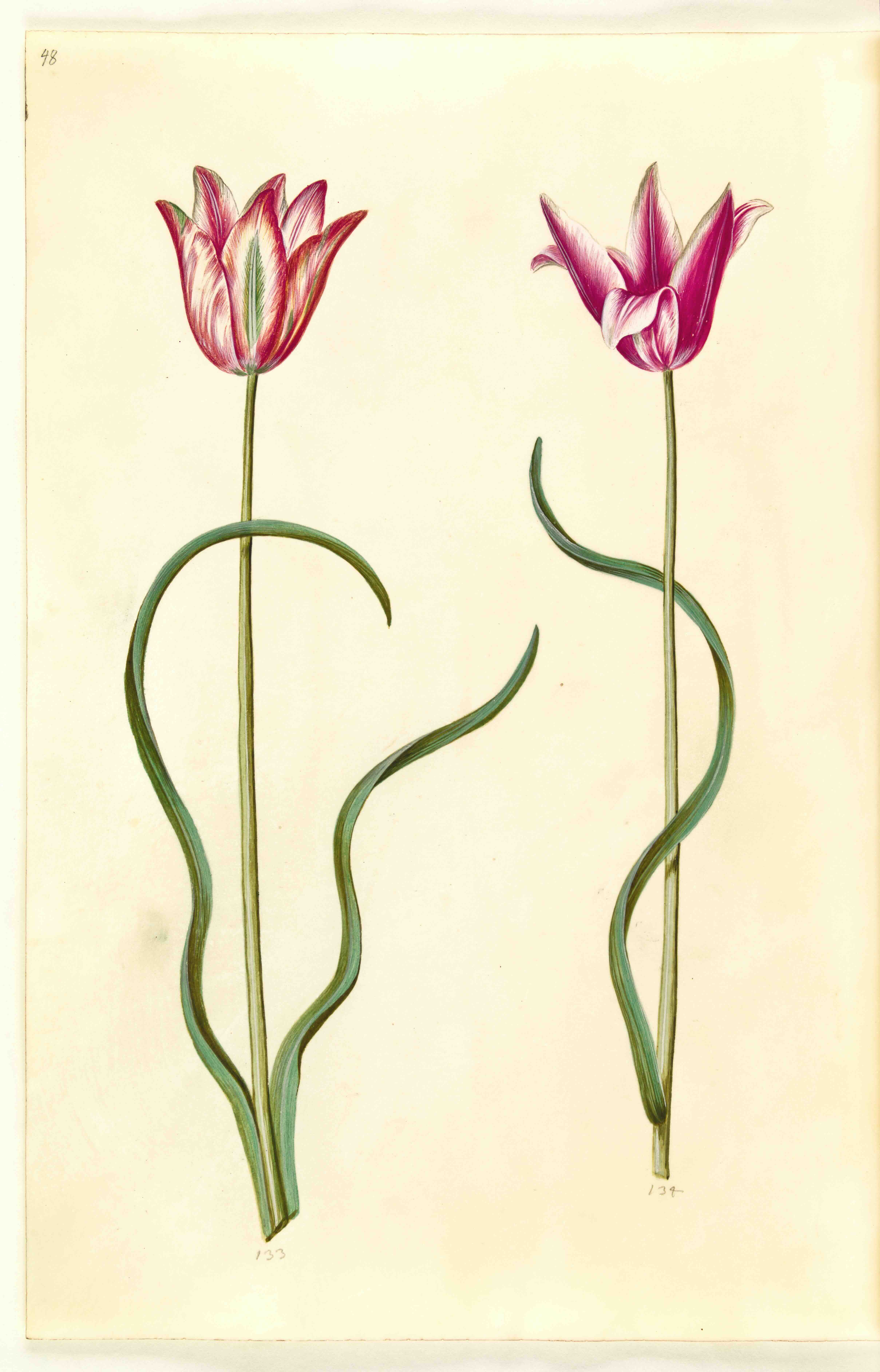 A history of the tulip in art - by Clare Foster