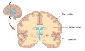 The Six Layers of the Cortex - by Andy Haymaker