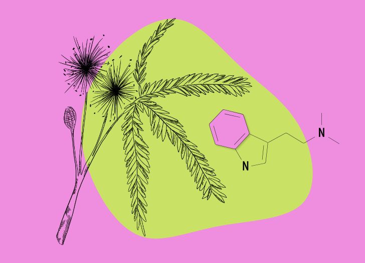 The Botanical World is Full of DMT 🌱