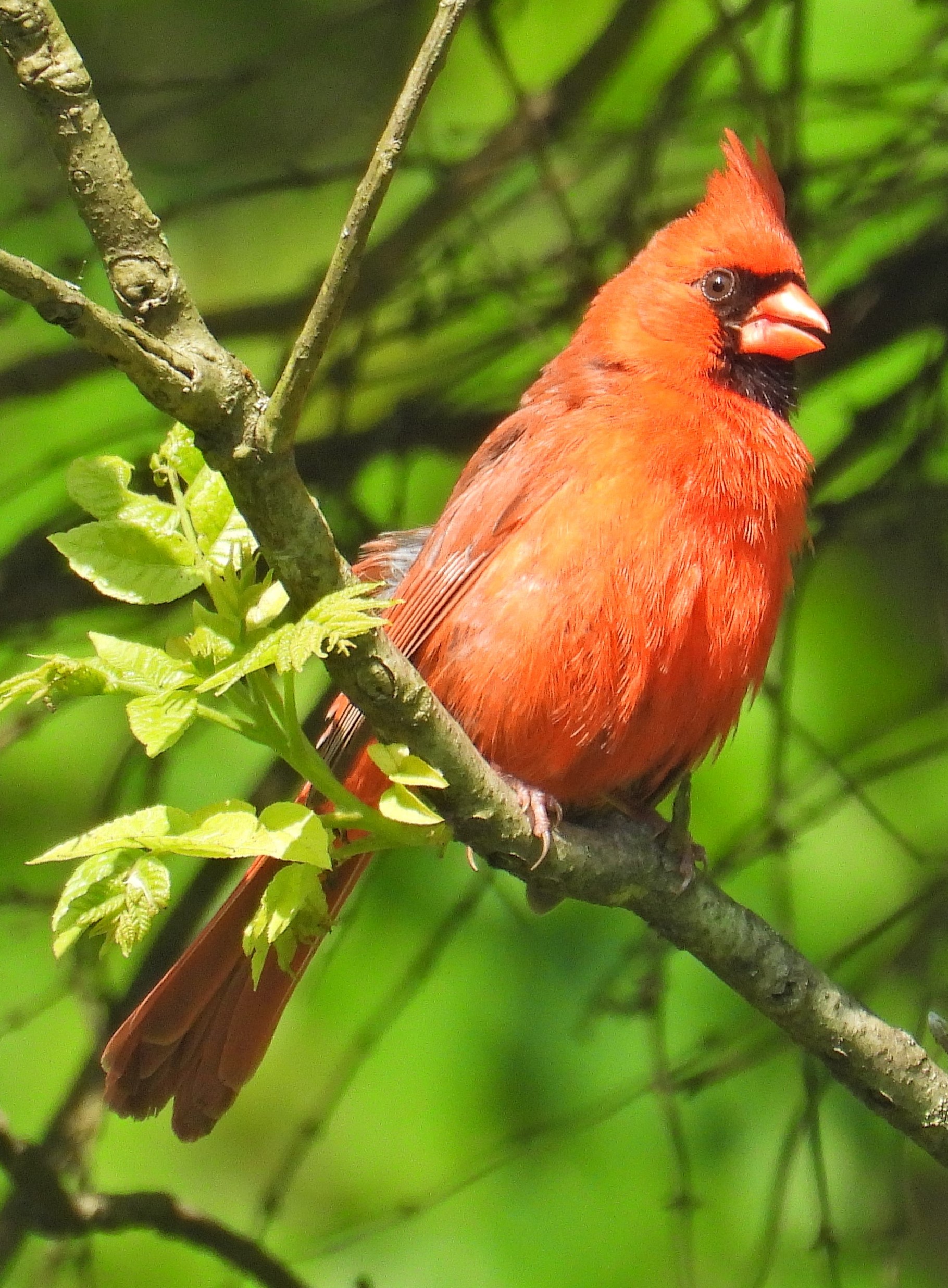 Meet Leucy - the Leucistic Northern Cardinal