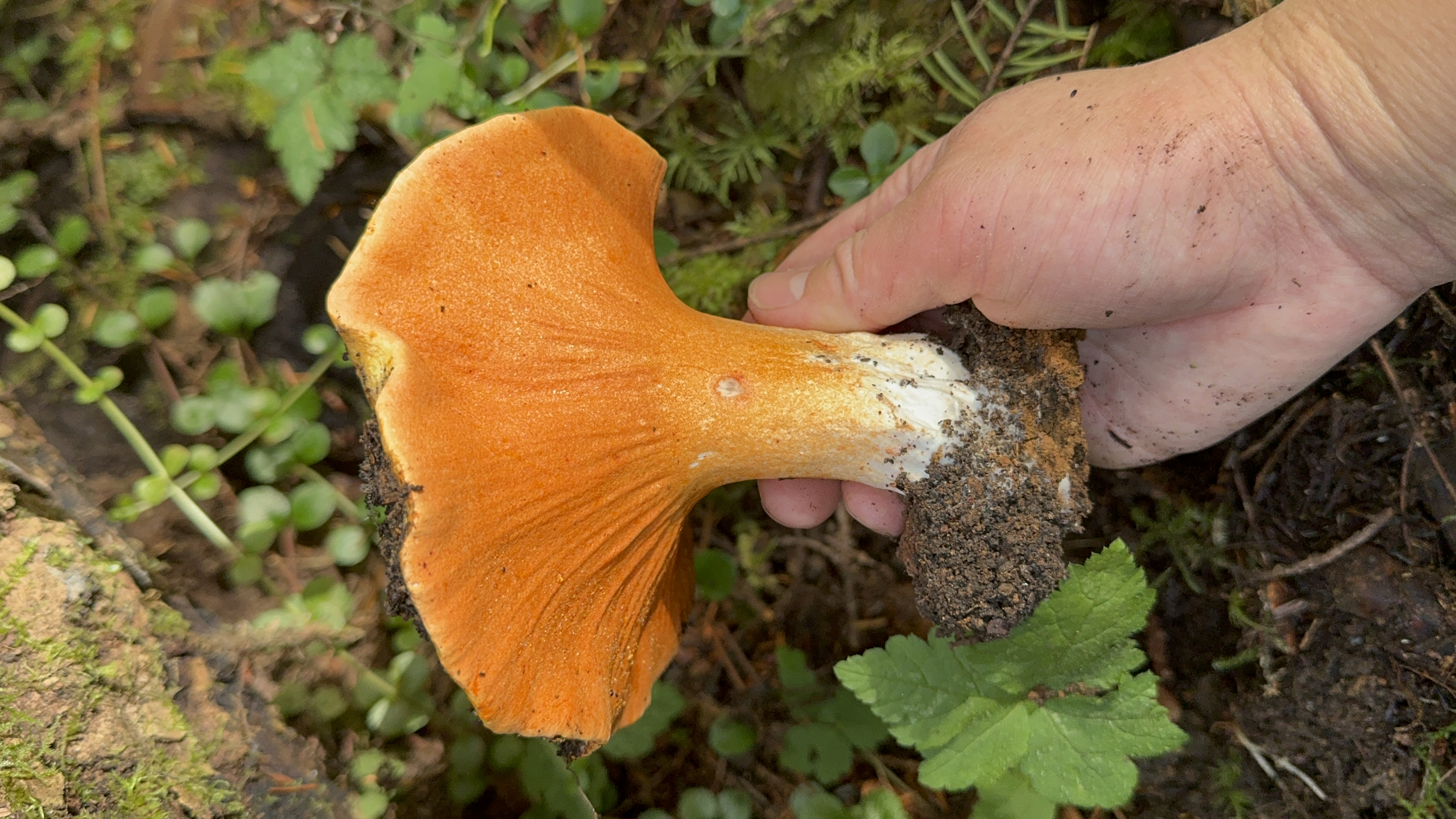 Marika Clymer on Substack: "👻 Halloween Mushroom Facts - Hypomyces Lactifluorum: the ...