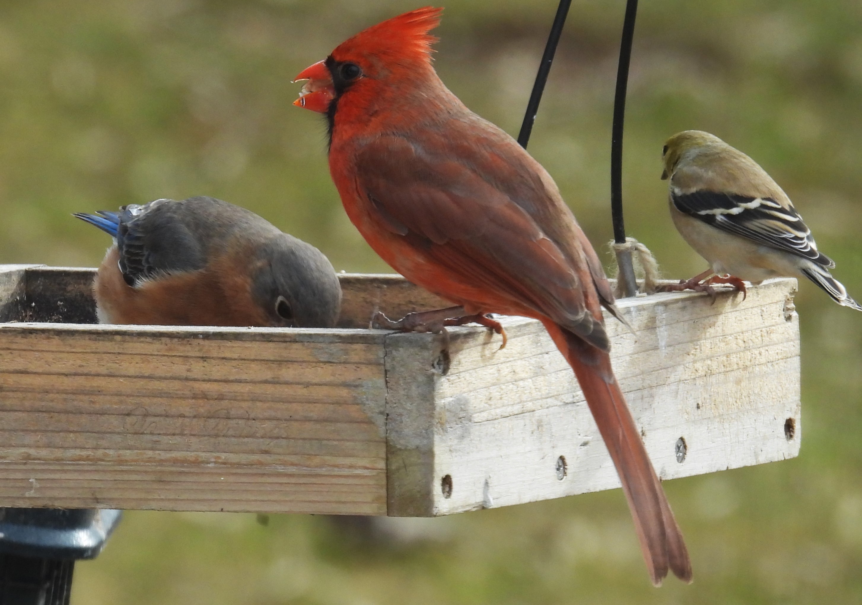"Cardinals appear when angels are near" - by Leslie Pulford