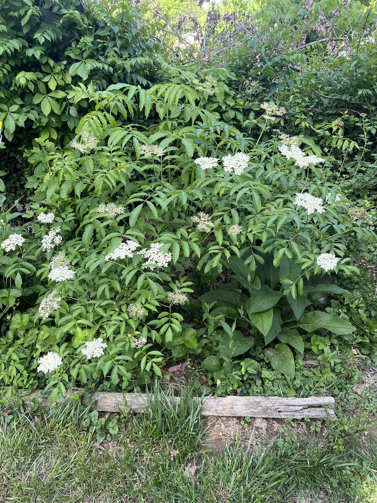 What Is Homegrown National Park? - Backyard Berry Substack
