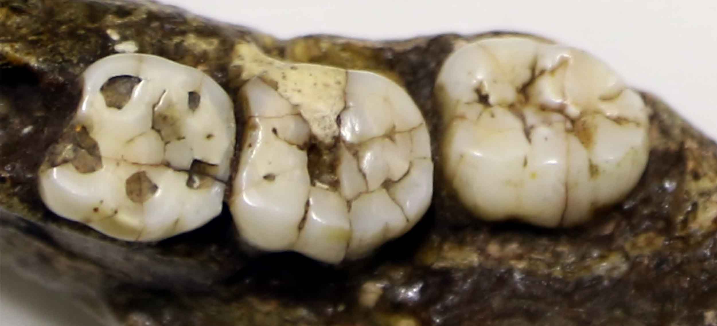 Secrets within the teeth of the first Homo fossils