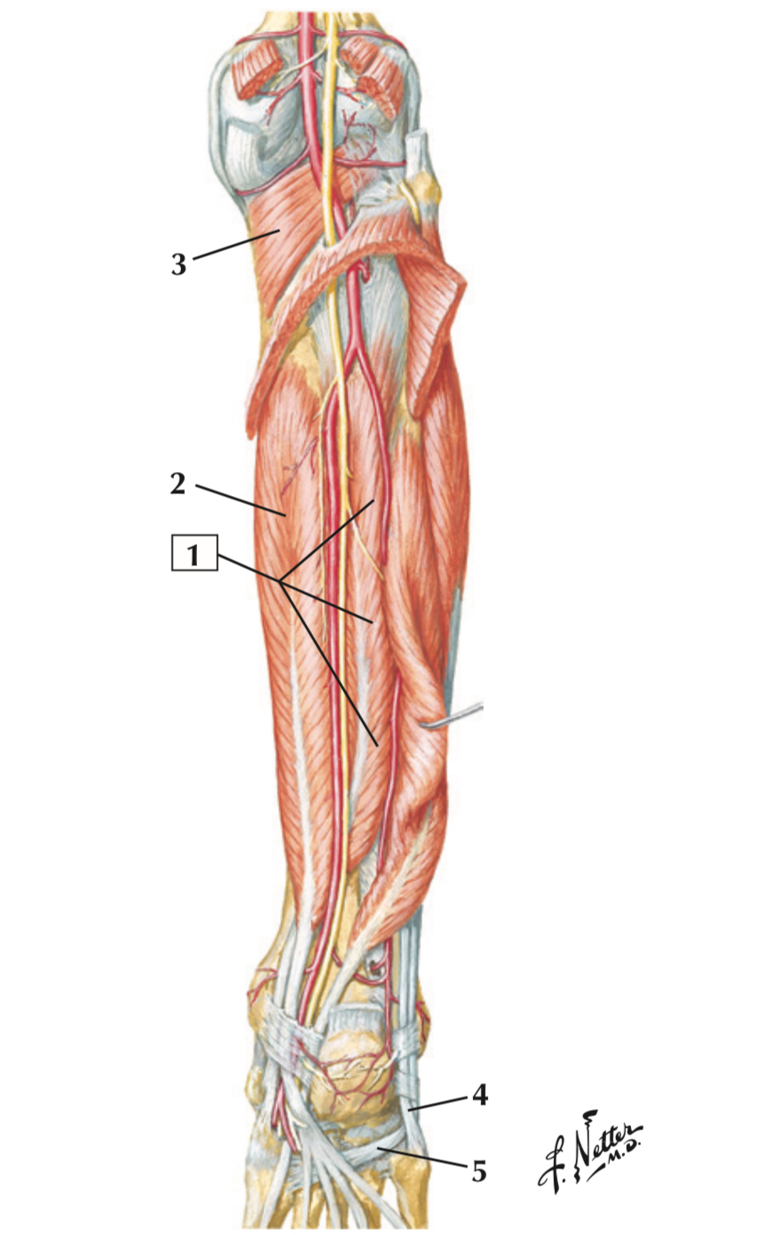 Entendiendo al músculo tibial posterior