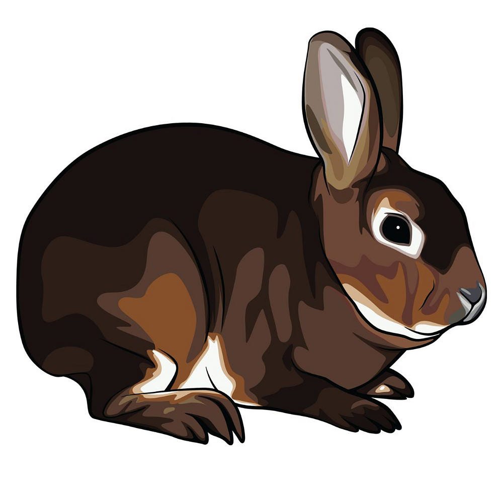Mini Rex Rabbits: History & Characteristics of this Amazing Touchable ...