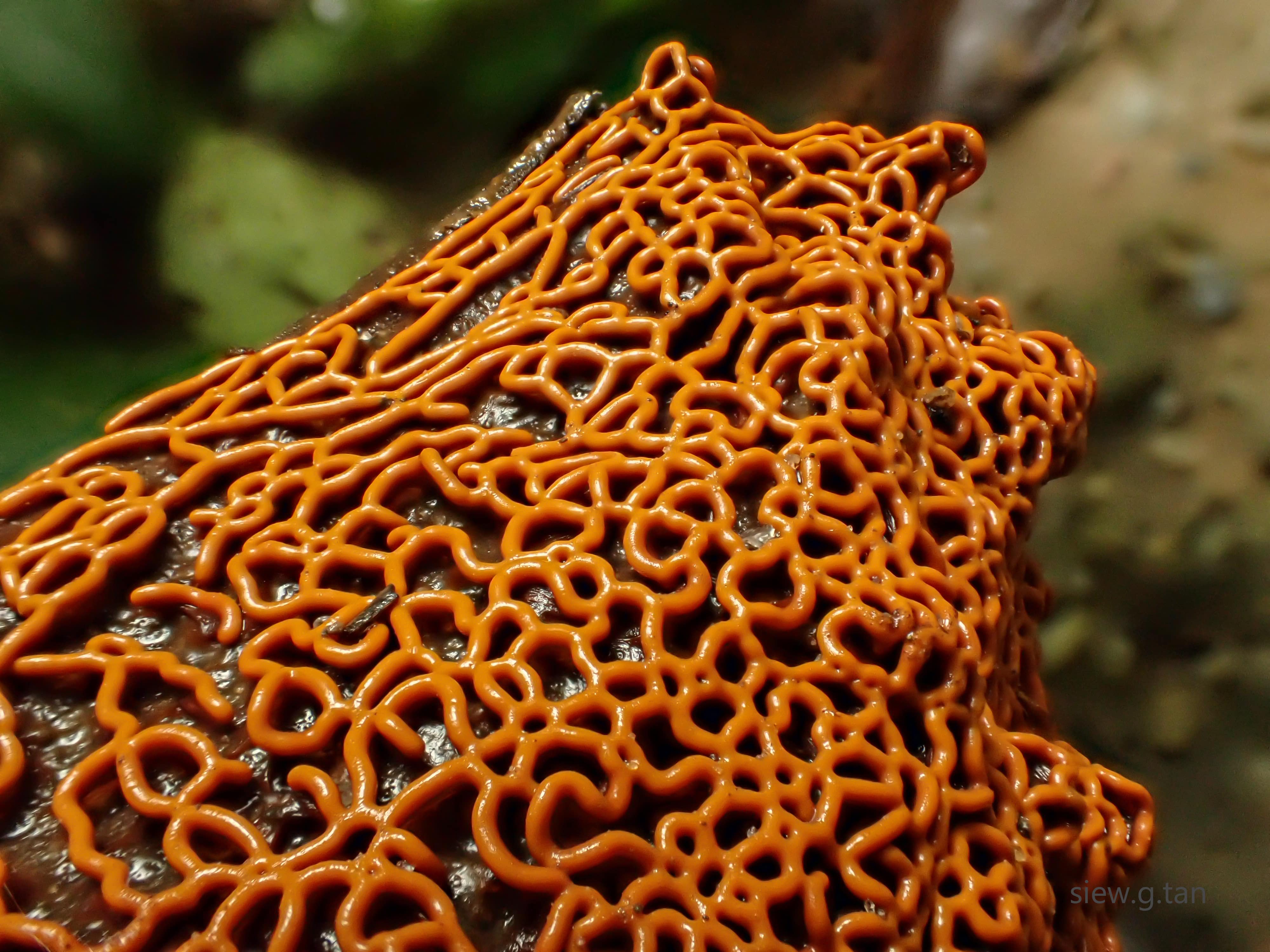 Bringing Slime Molds Into Focus: Myxomycete Photography with Gim Siew Tan