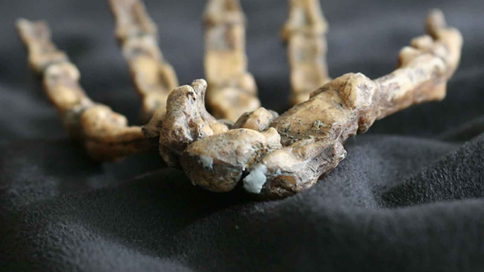 All the hominins made tools - John Hawks