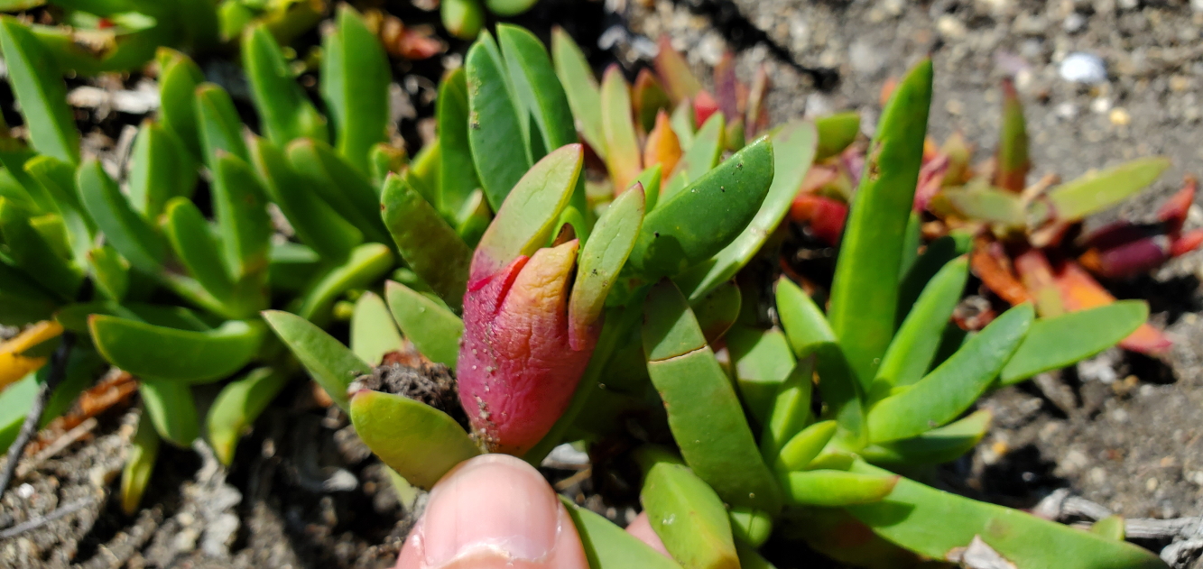 Karkalla/Pigface - by J.P. - Bush Food Forager