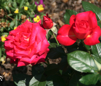 The Best Roses For Cut Flowers - by Fred Hoffman