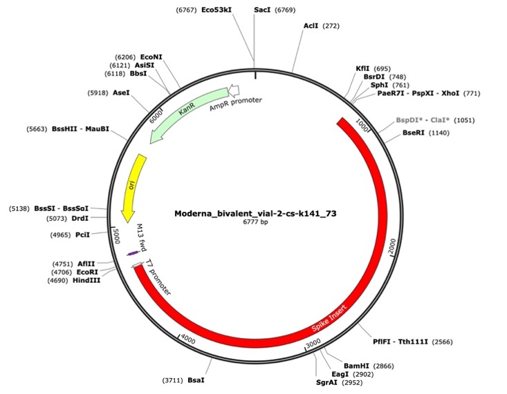 Sequencing of bivalent Moderna and Pfizer mRNA vaccines reveals ...