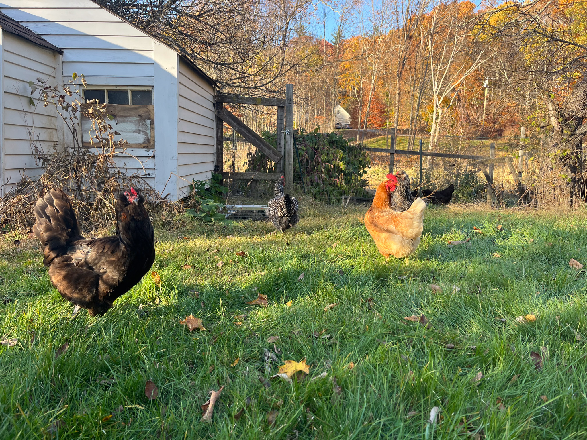 5 Things to Know Before Getting Chickens