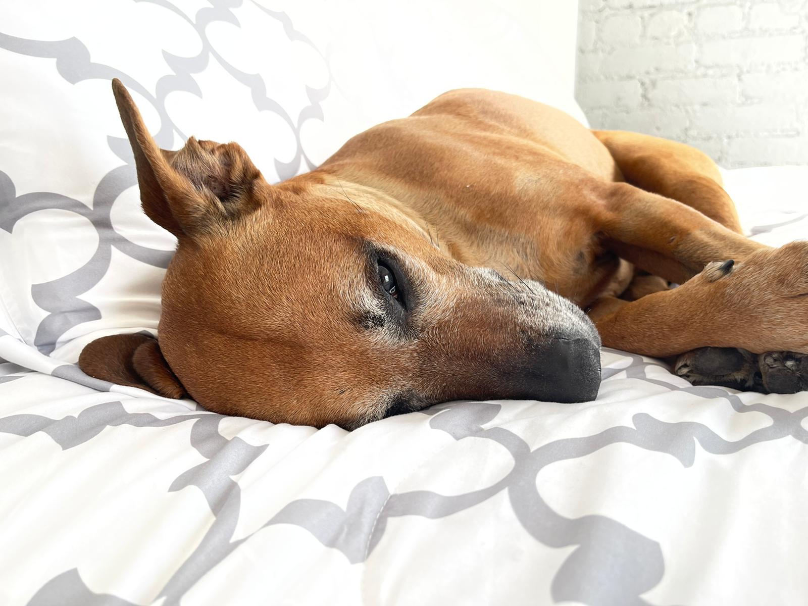 Ivermectin for Canine Cancer: How It Became a Key Part of Ruby’s Protocol and What the Science Says