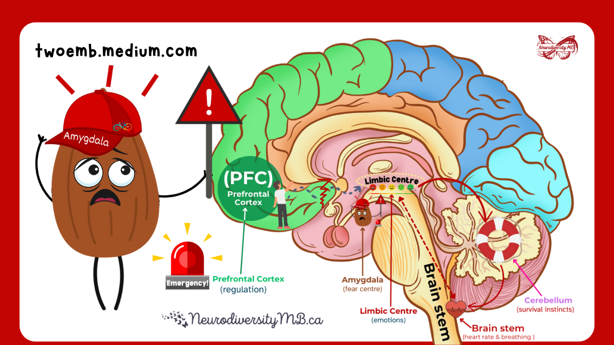 Dr. Siegel’s Hand Model of the Brain - by Jillian Enright