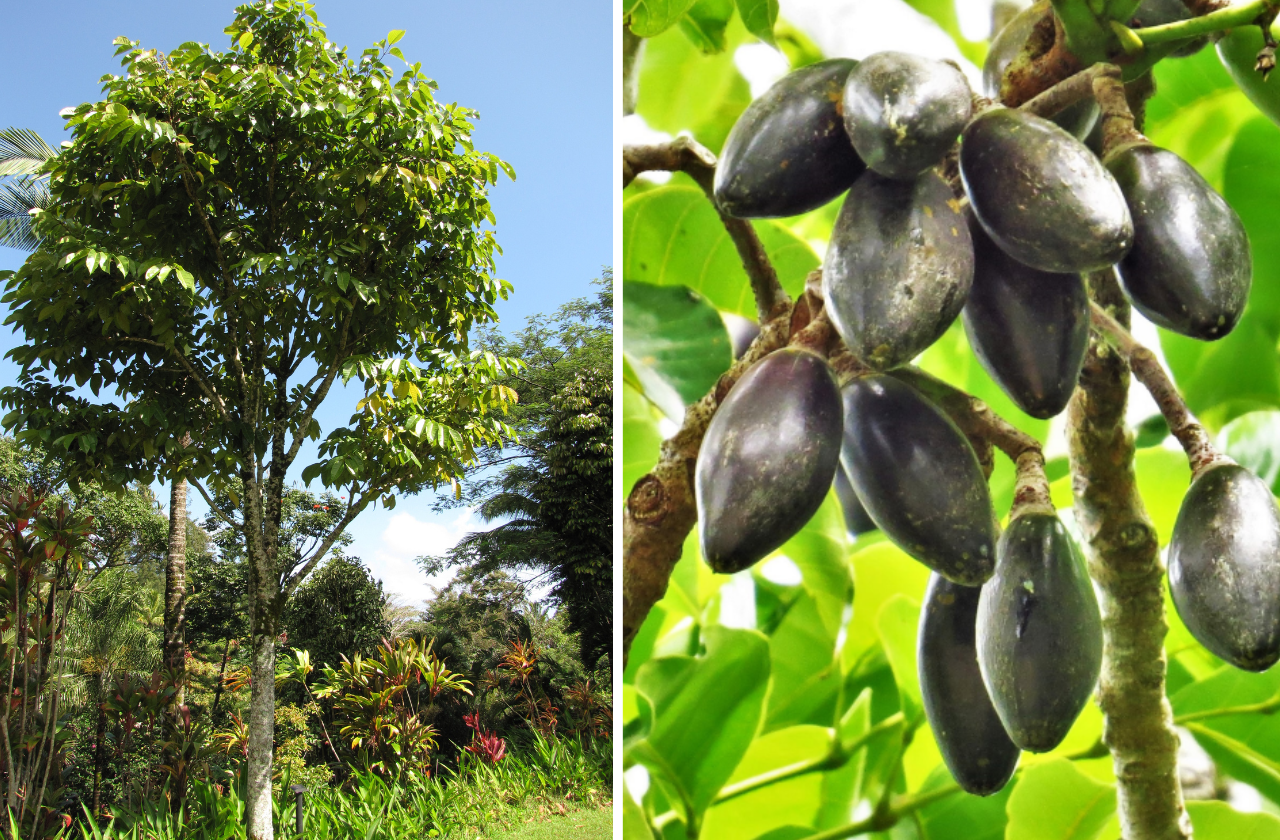 The Pili Nut - by Arlyn D. Dadis - Discover Philippines