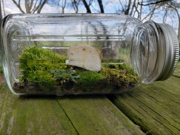 How to Build a Self-Sustaining Ecosystem in a Jar