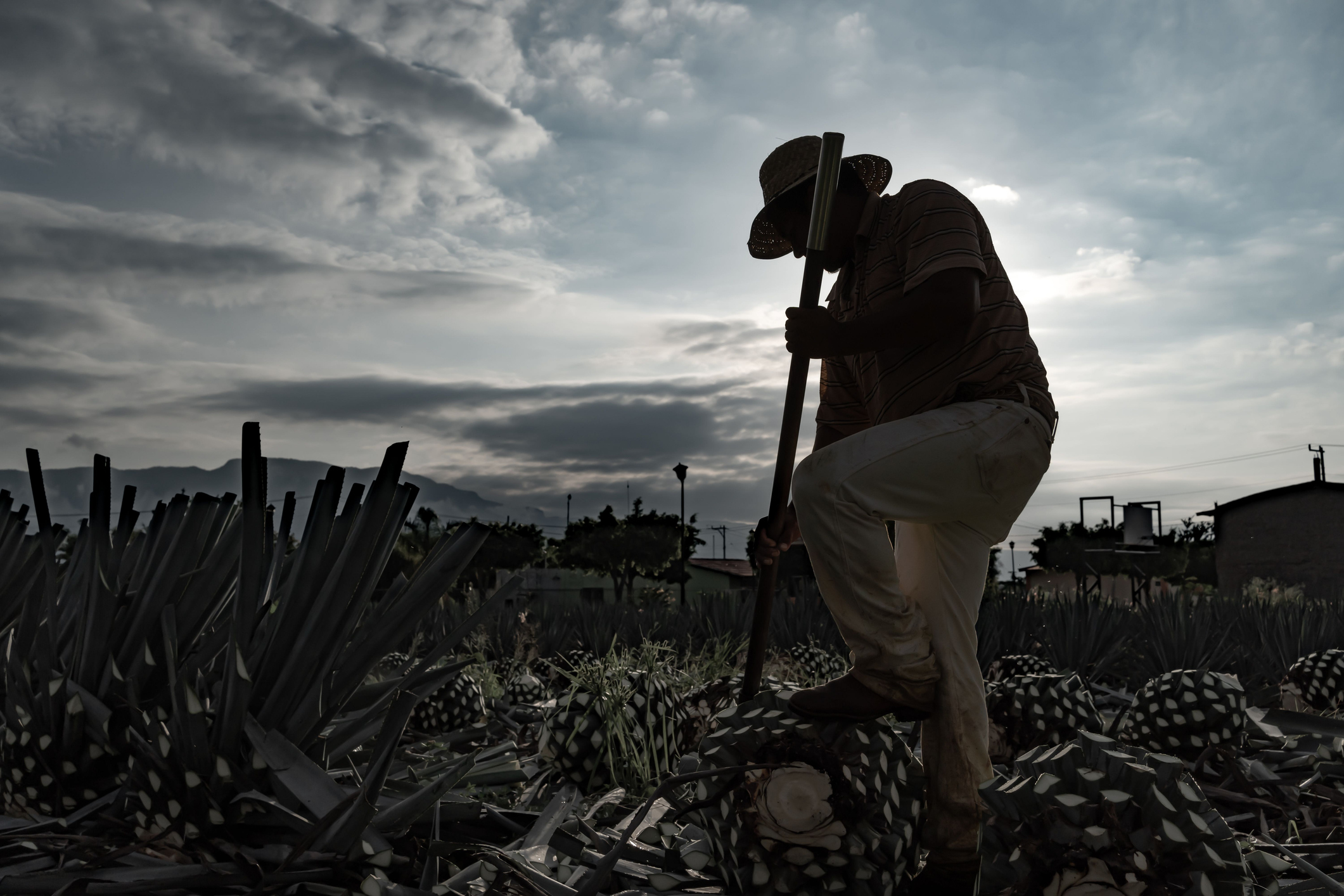 Mexico’s Farmers Face Widespread Extortion, Raising Food Prices and ...