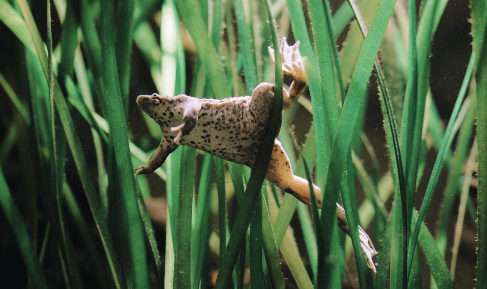 𝙿𝙰𝙿𝙴𝚁𝙵𝙻𝚈 (@paperfly): " Daily facts, day 132 The Surinam toad hatches ...