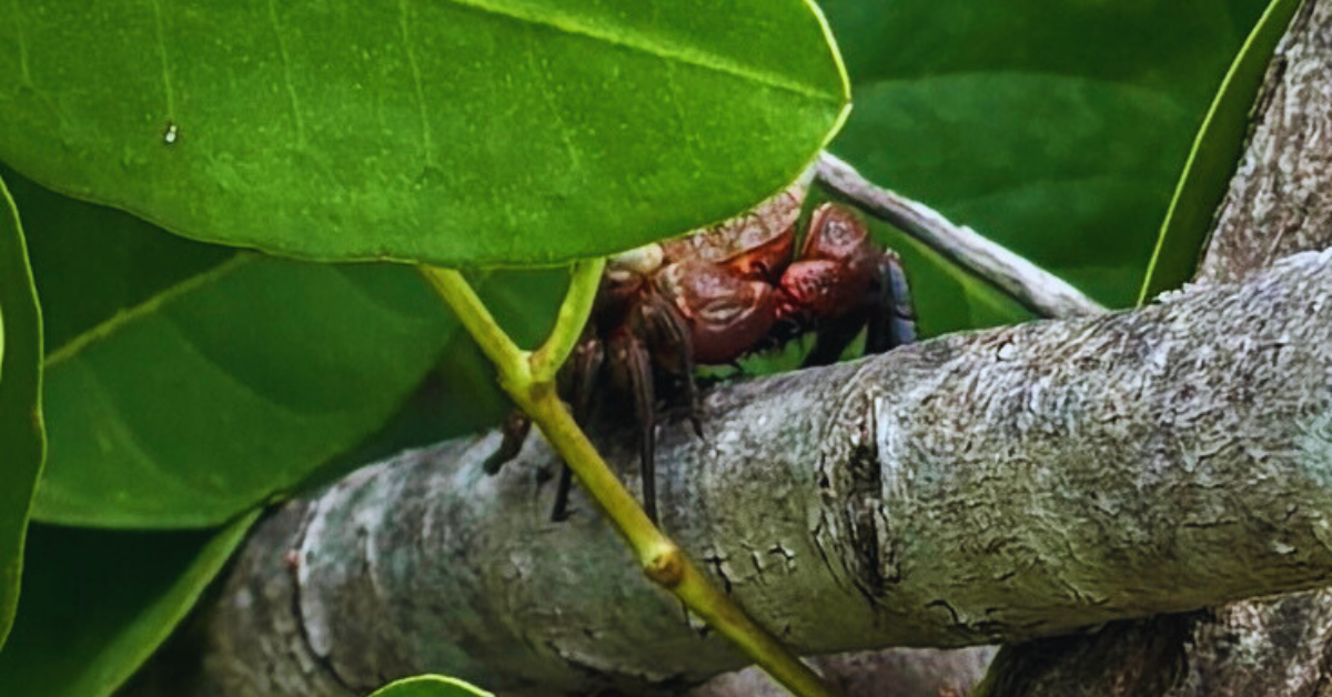Crabs Climbing Trees | Exploring Nature - by Joni West