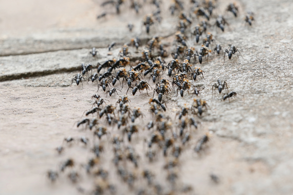 Ant Spotlight: Megaponera Analis - by Jack Becker