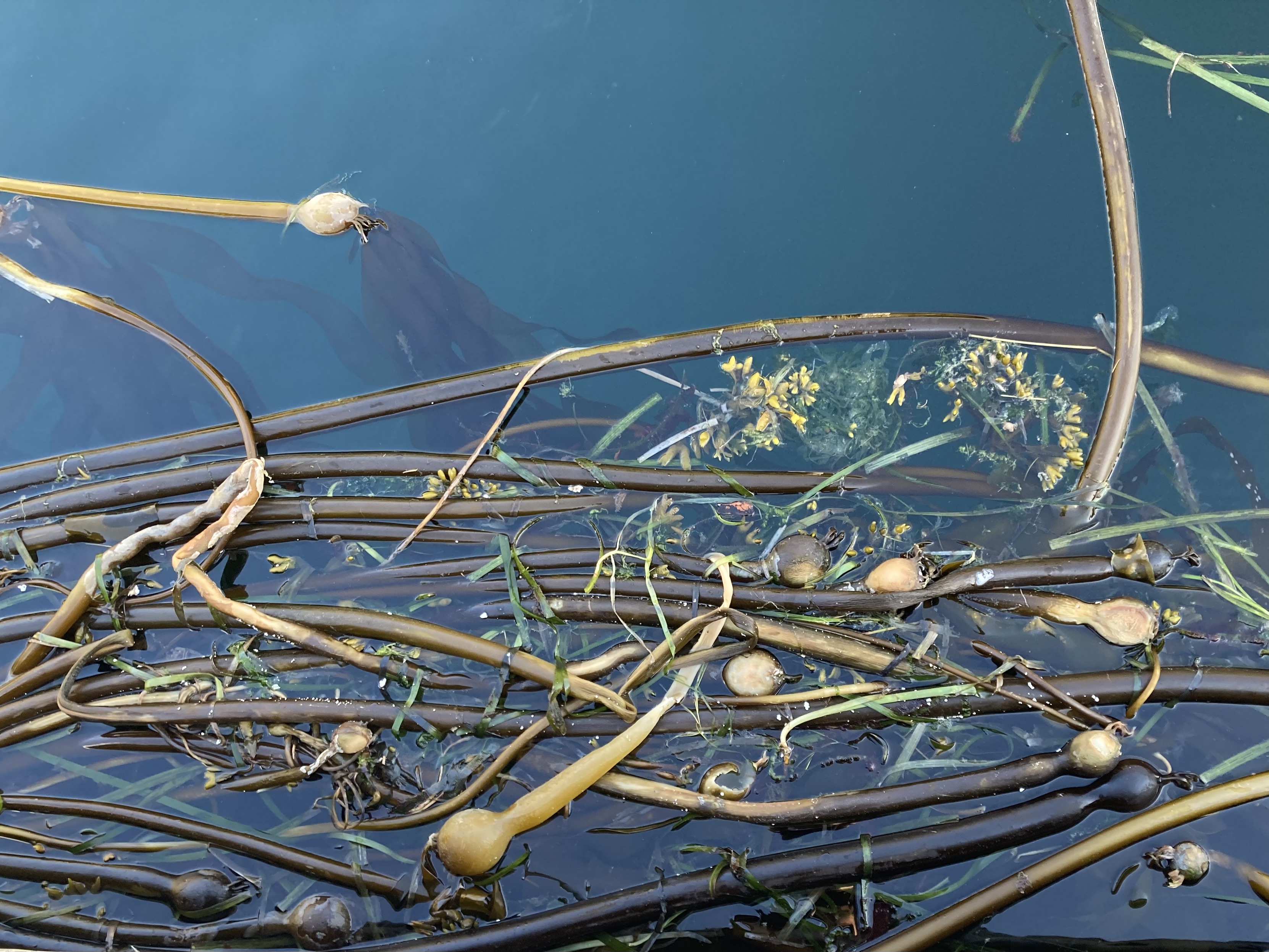 The Art of Underwater Adhesion: Seaweed Holdfasts