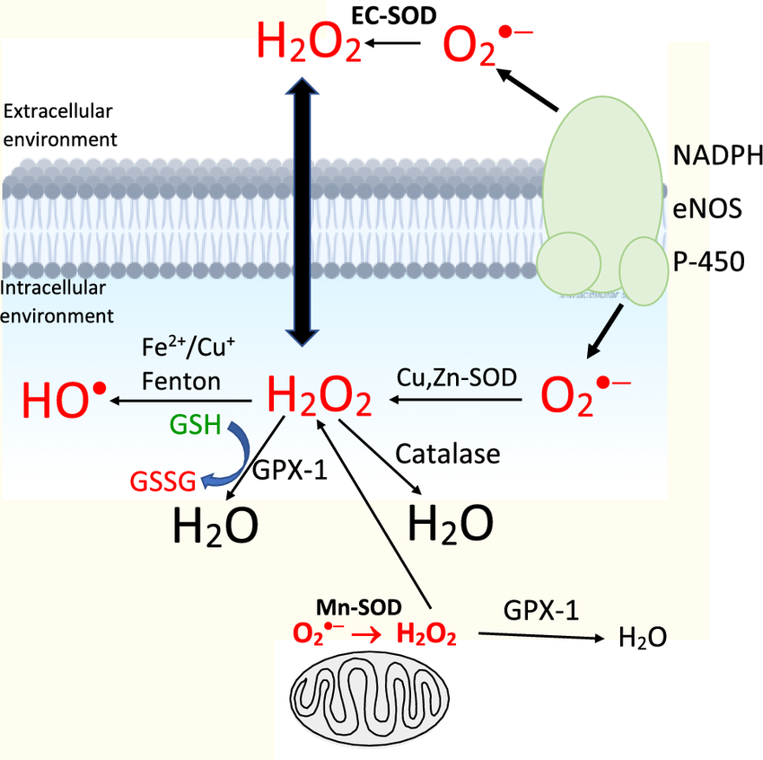 How Glutathione and Superoxide Dismutase (SOD) Work Together: Your Body ...
