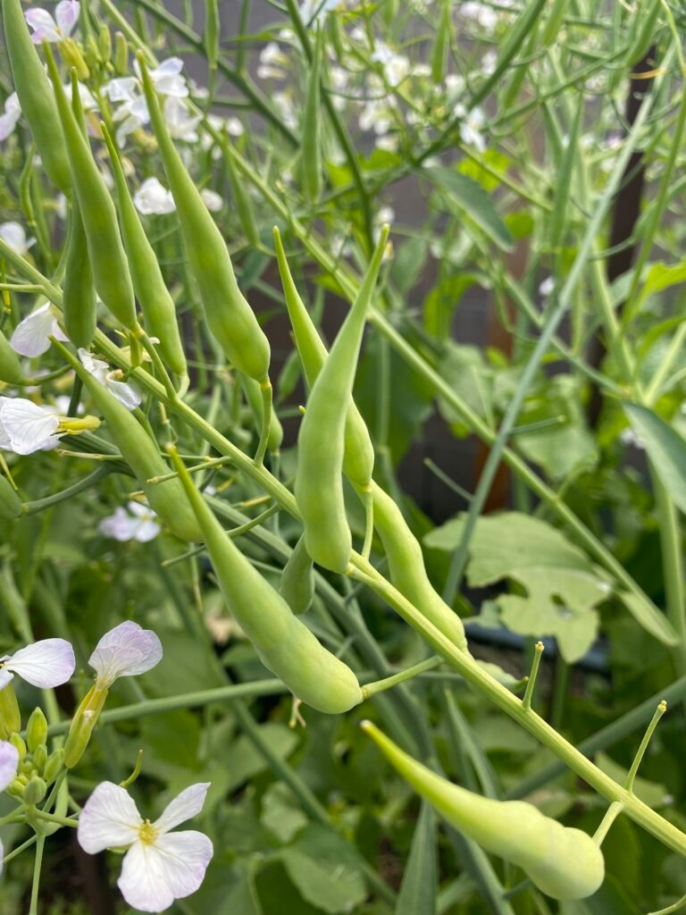Pickled Radish Pods: The Unexpected Delicacy You Need to Try