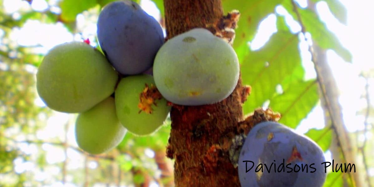 Davidsons Plum - Taste Australia Bush Food Shop