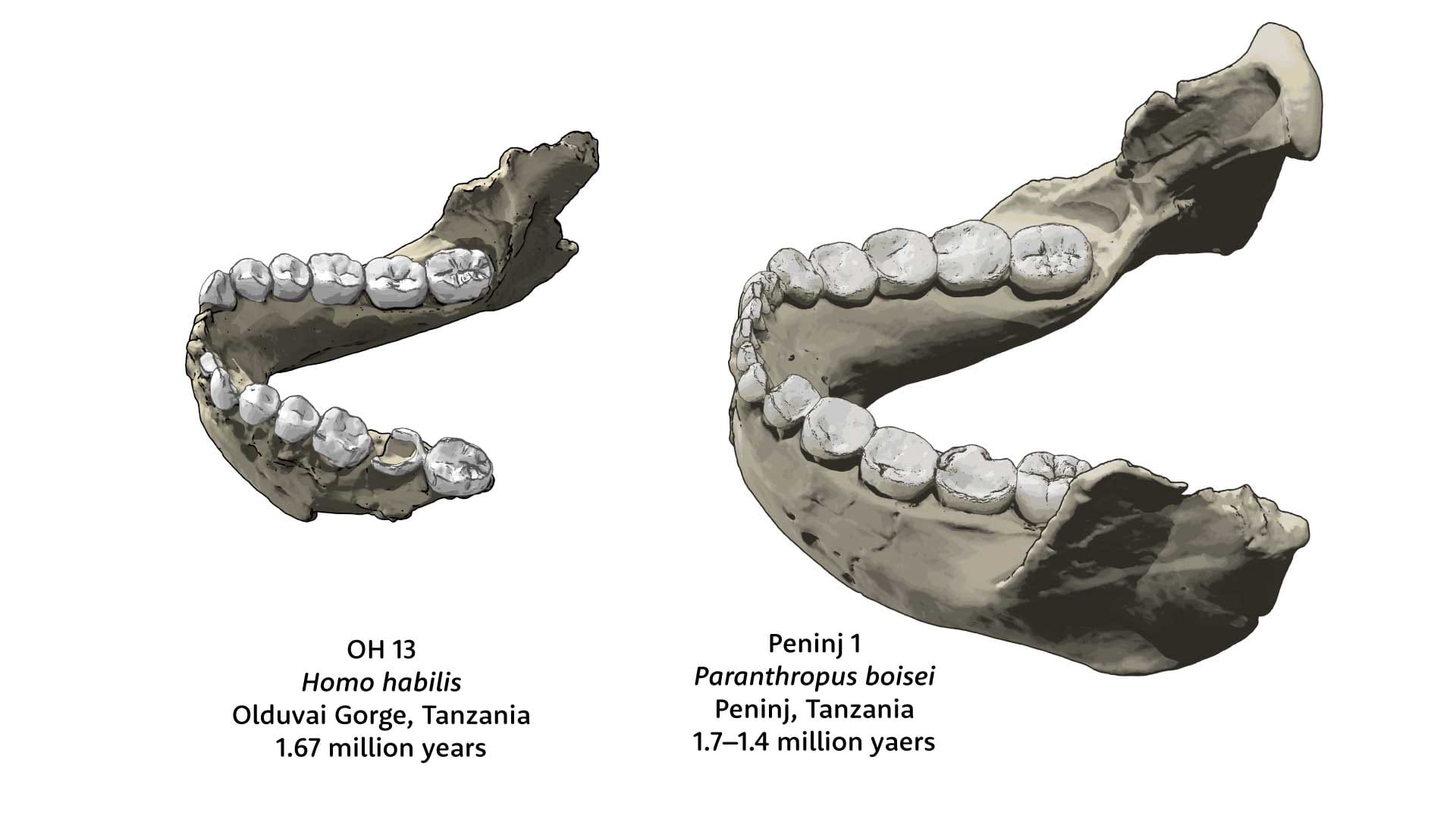 Guide to Paranthropus species - John Hawks