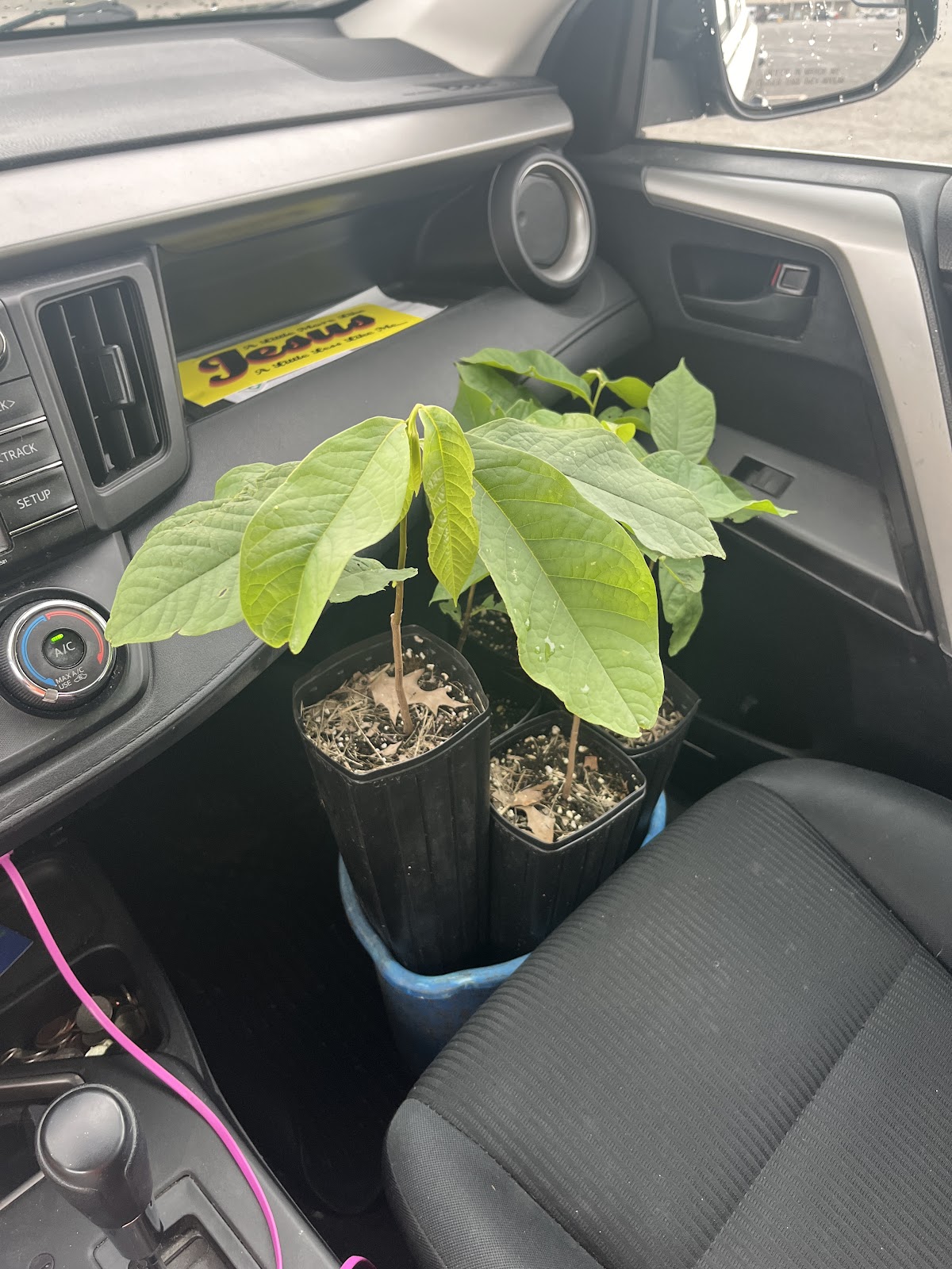 What Is Homegrown National Park? - Backyard Berry Substack