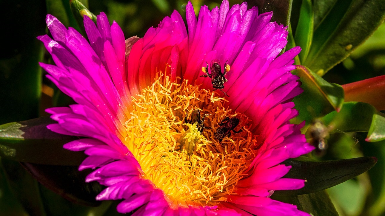 Brisbane Biodiversity Seminar: Wildlife friendly gardens - Save Our ...