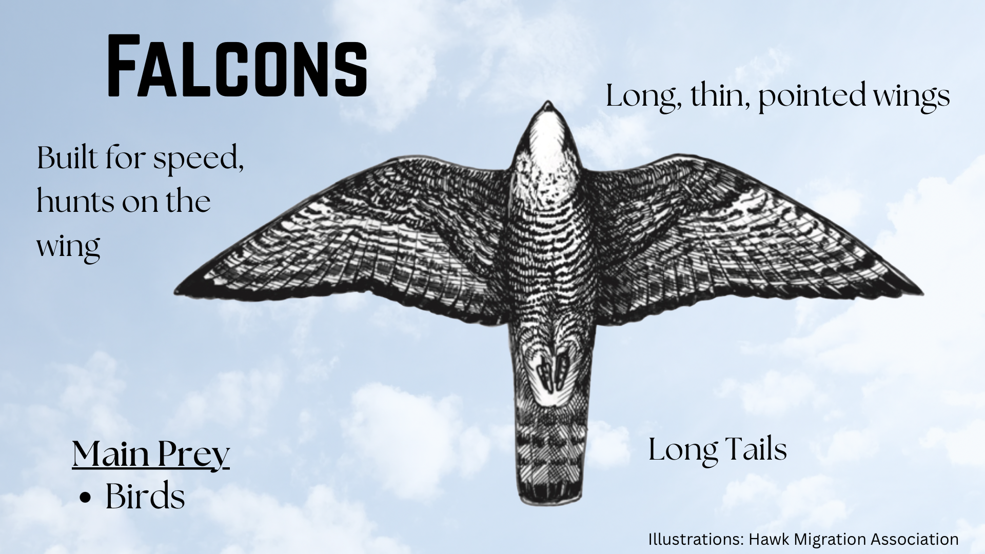 Categorizing Diurnal Birds of Prey - by Kayla Fisk