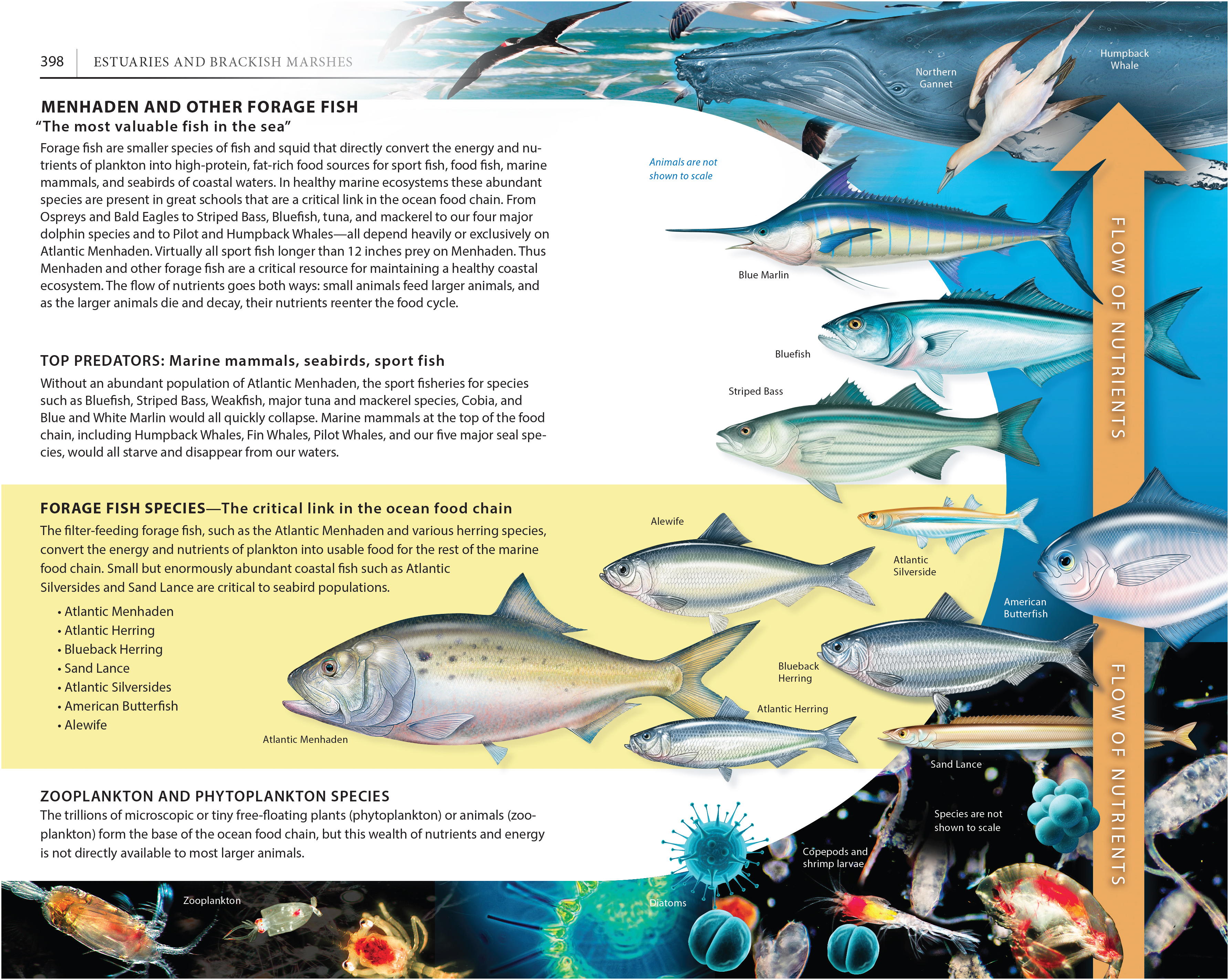 The Atlantic Menhaden: Why Marine Scientists Call It “The Most ...
