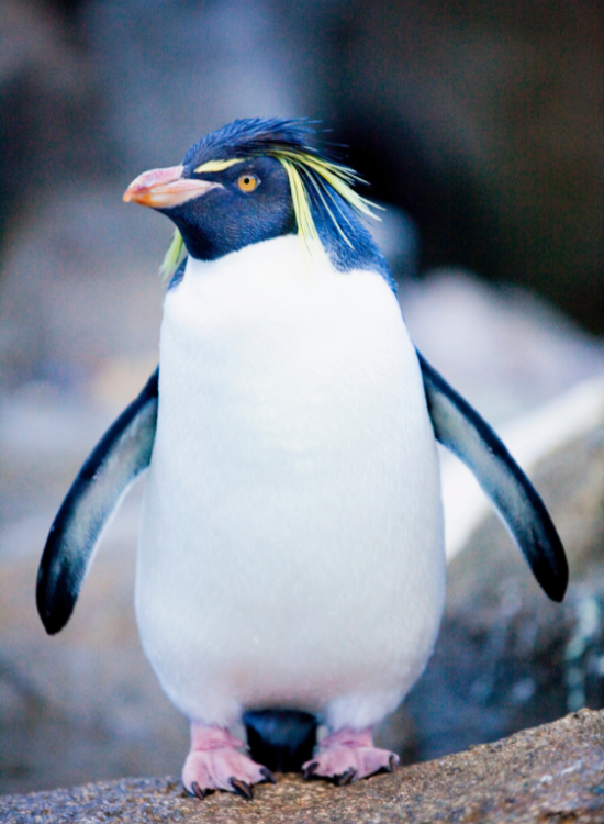Meet the 18 Penguins of the World (Yes, There Are That Many!)