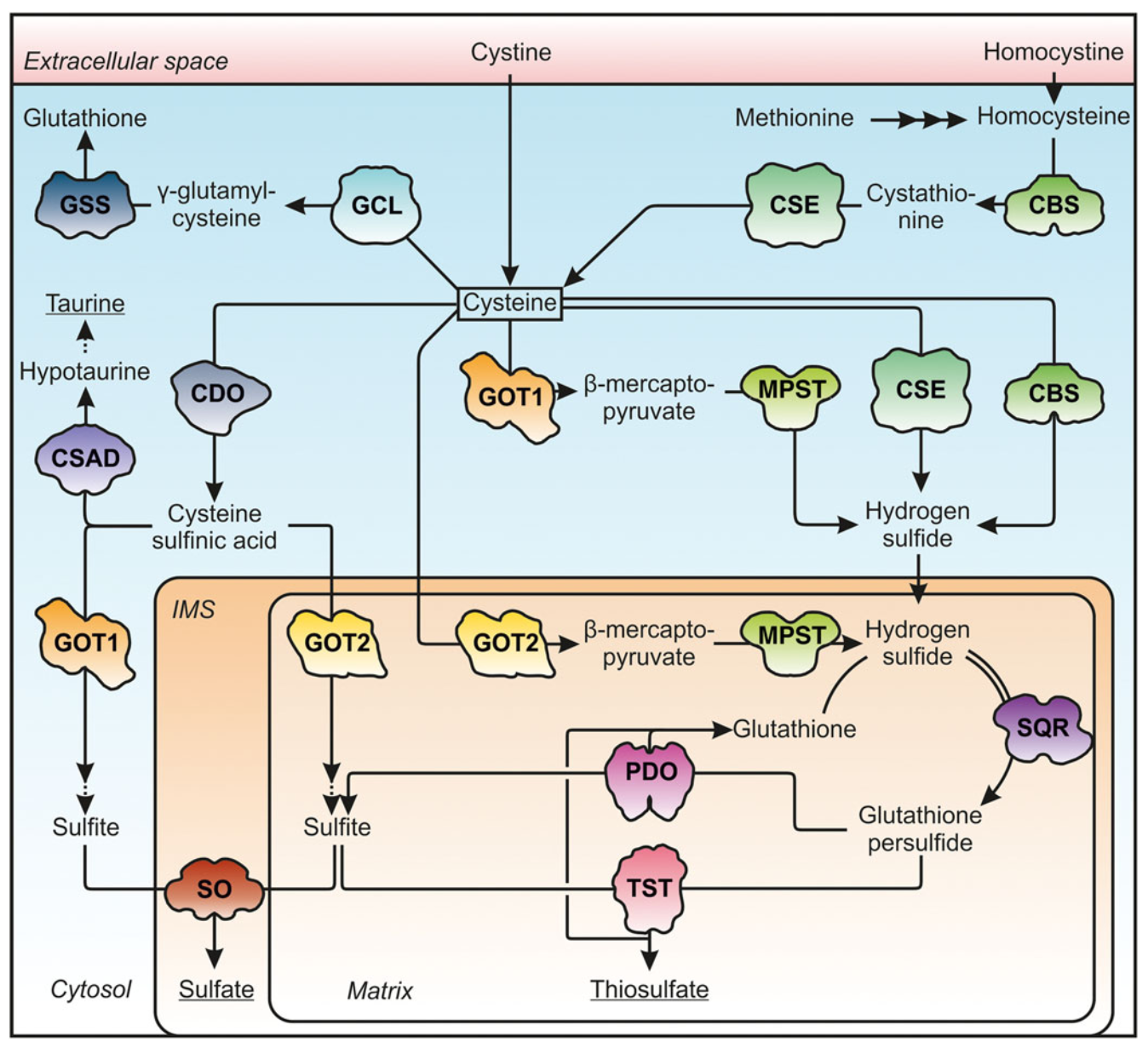 The Science Behind the Sulfur Protocol