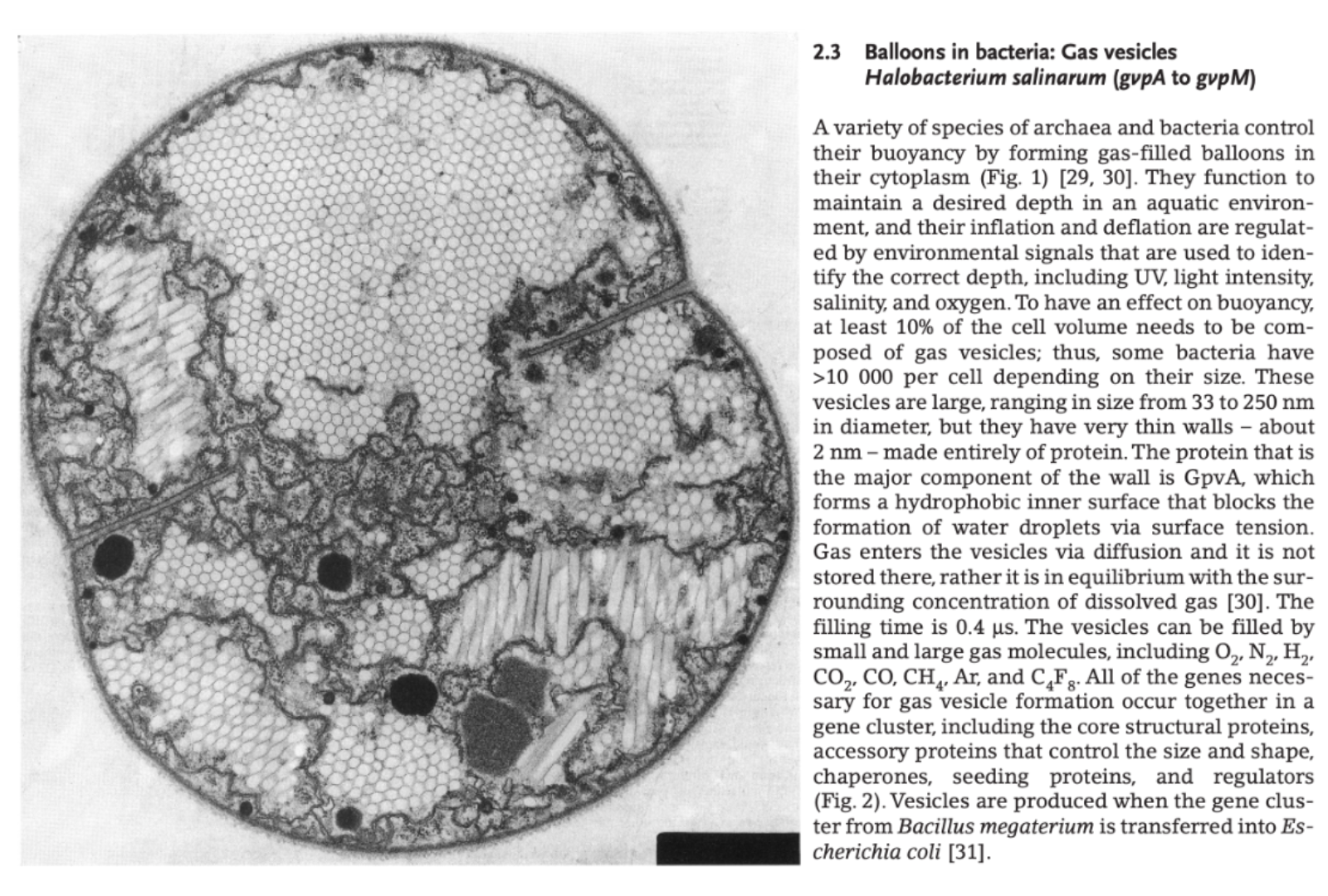 The Promise of Gas Vesicles - by Niko McCarty