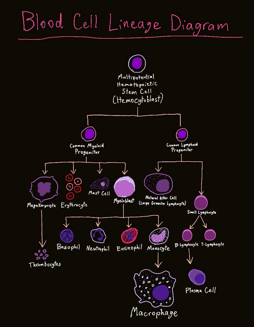 The Lineages of Blood Cells in Humans