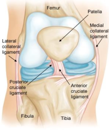 The ACL, Explained: How One Small Ligament Keeps Your Knee From Coming ...