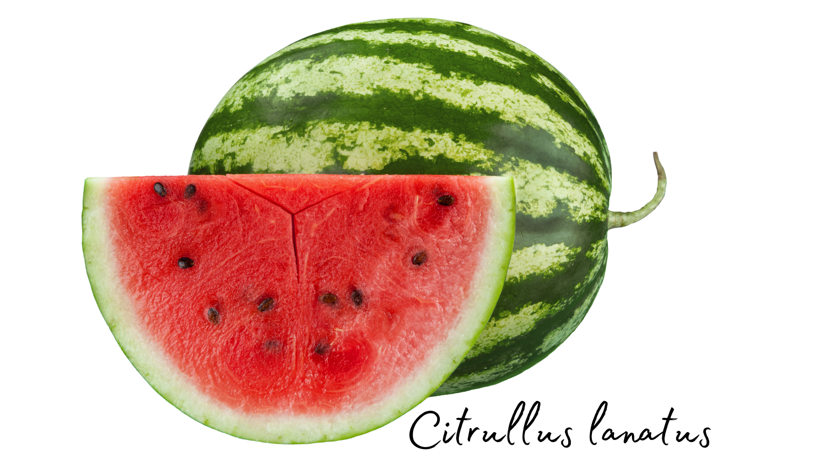 The Seeds of Summer - by Cassandra Quave