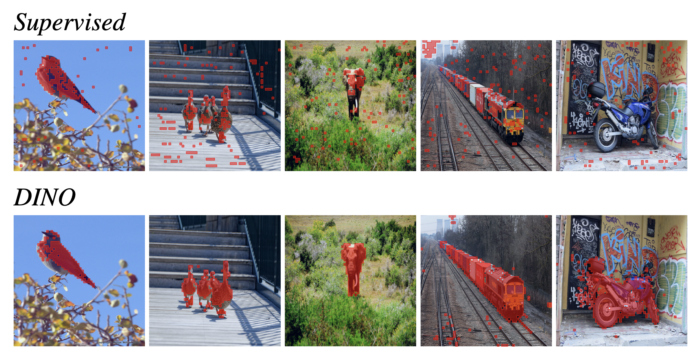 DINO Explained: How Self-Supervised Learning Unlocked Vision Transformers