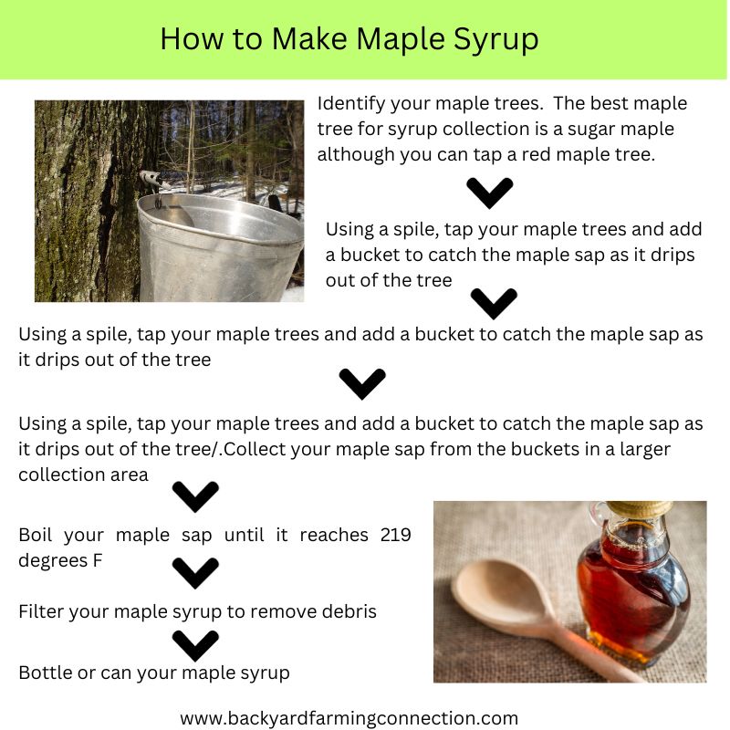 How to Make you Own Maple Syrup