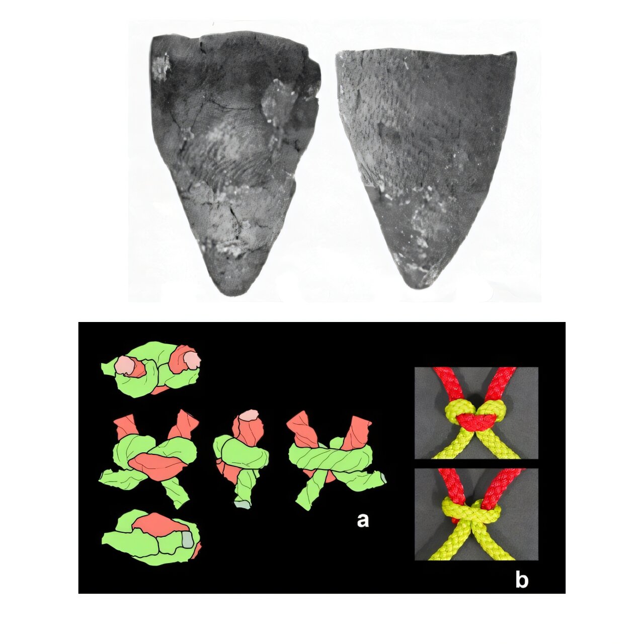Nets in Clay: How Jomon Pottery Preserved Japan’s Oldest Fishing Technology